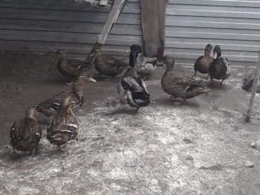 Утки подсадные