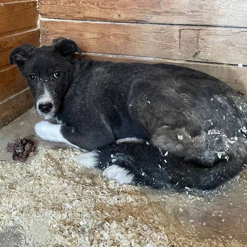 Щенок в добрые руки