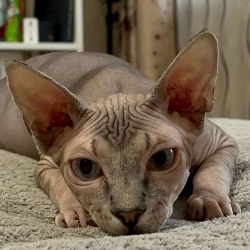 Канадский сфинкс, кошка вязка