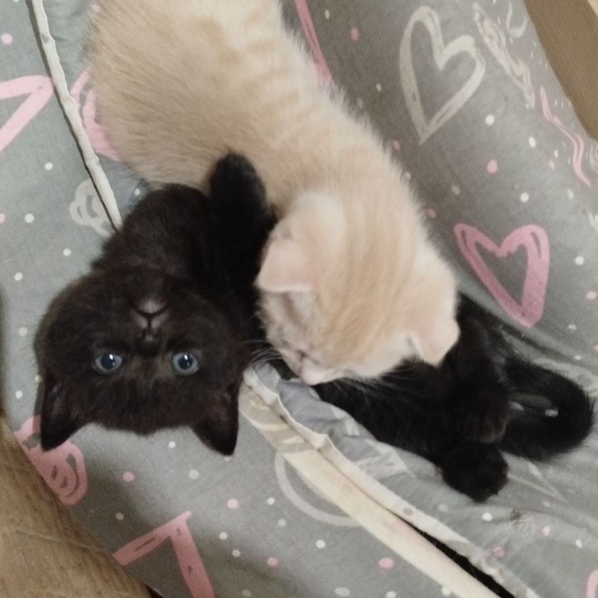 Черный котенок мальчик