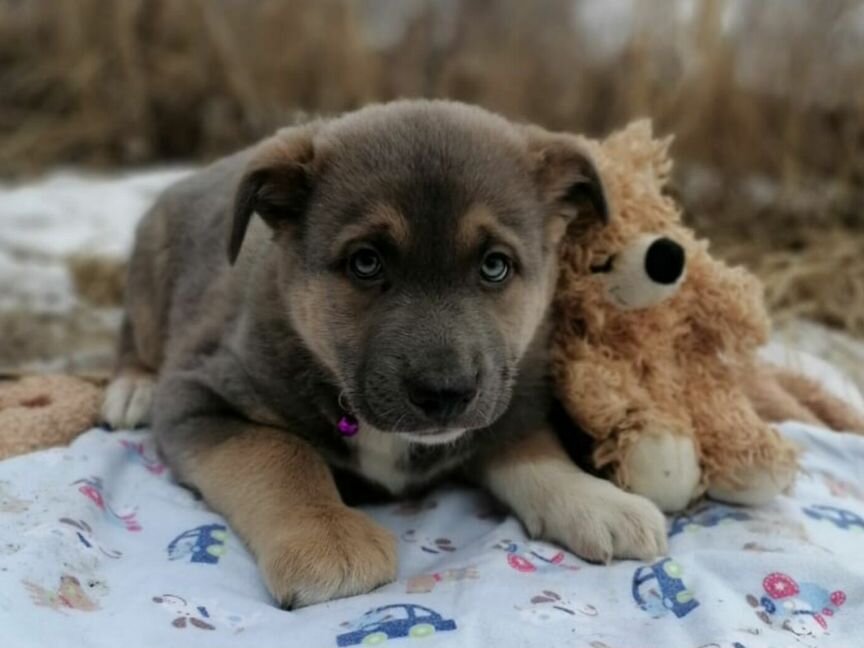 Маленький щенок, 2 месяца, в добрые руки