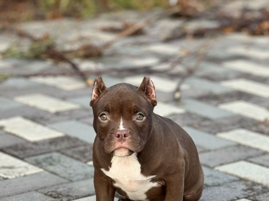 Американский булли сладкая девочка