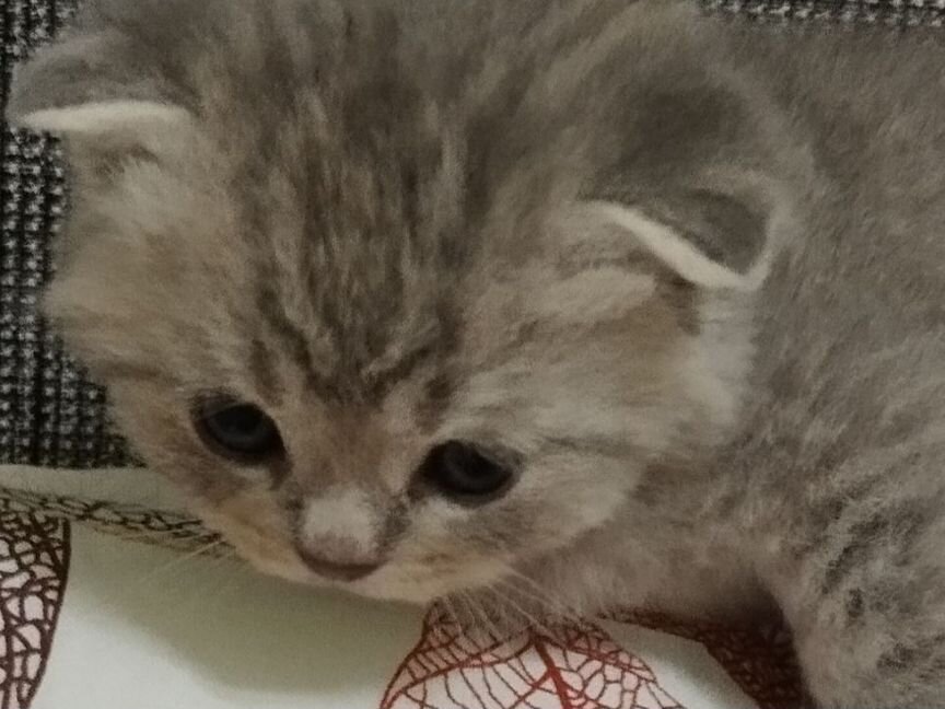 Вислоухая малышка готова к переезду