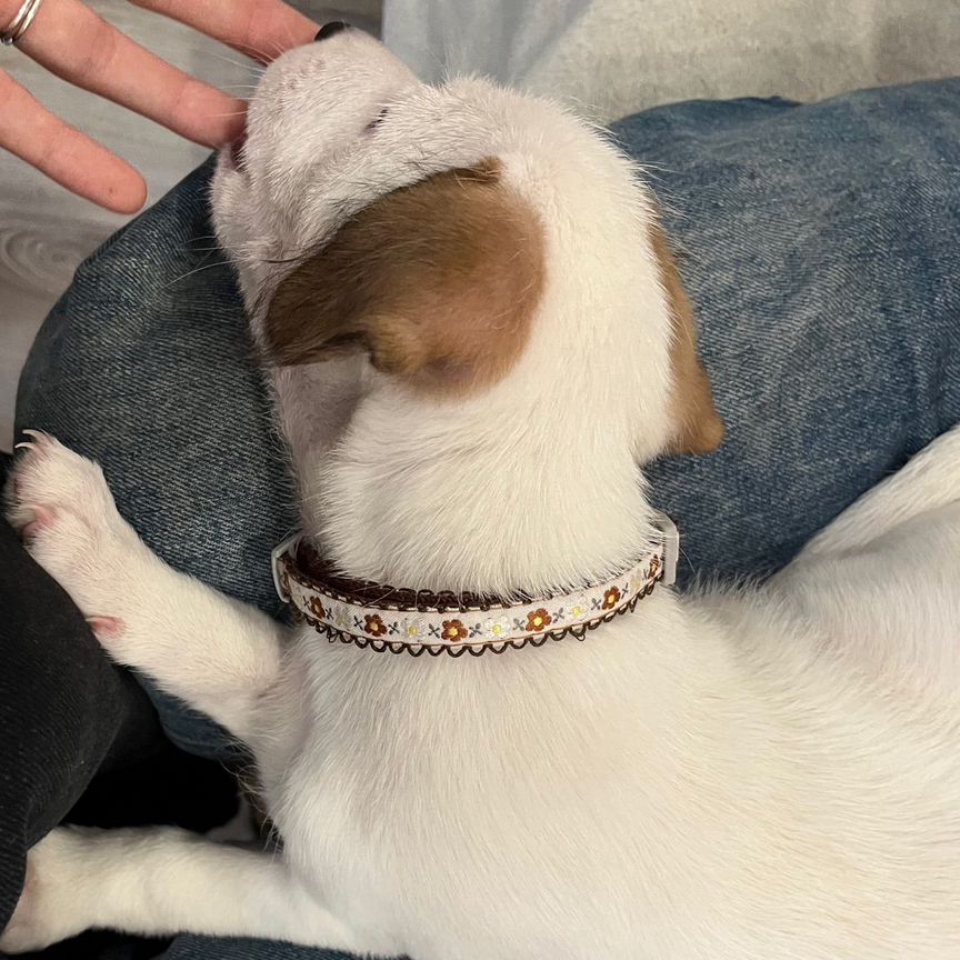 Регулируемый ошейник для собак, кошек