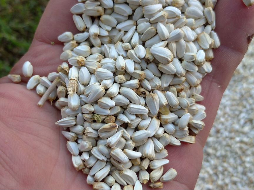 Сафлор, пшеница