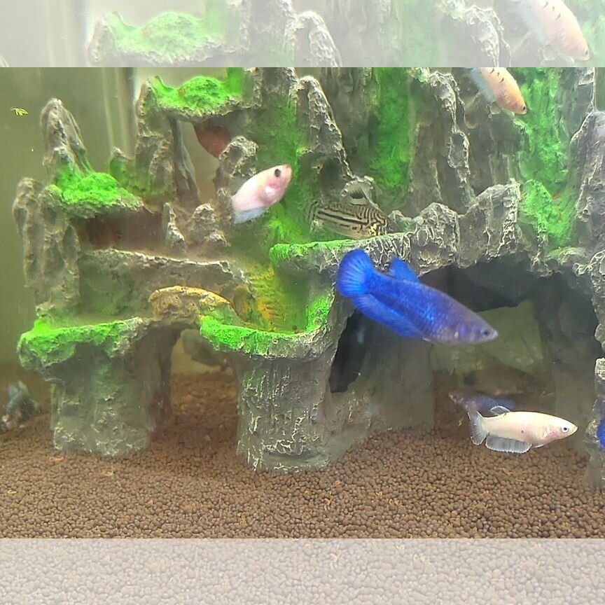 Рыбка петушок