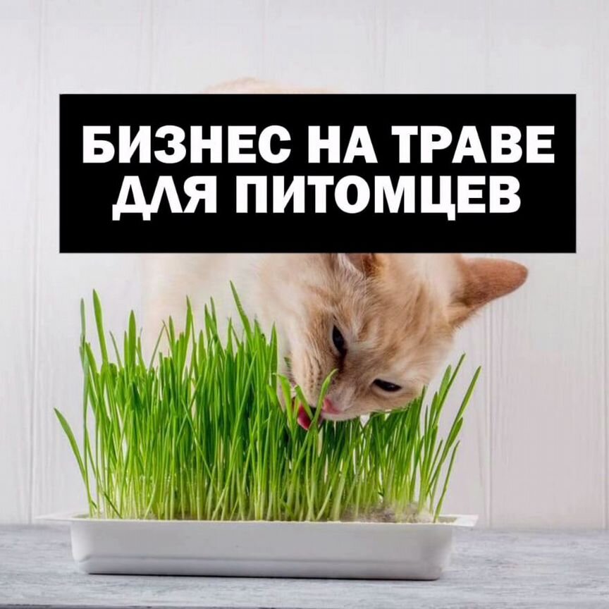 Трава для животных (готовый бизнес)
