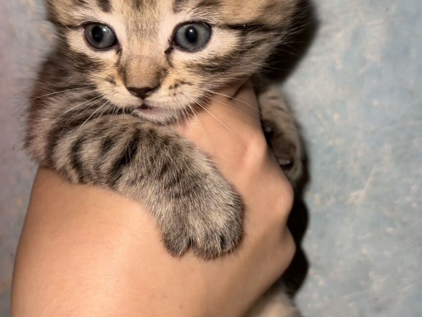 Котята шиншилла