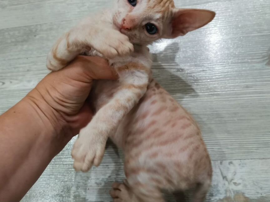 Котята сфинкс