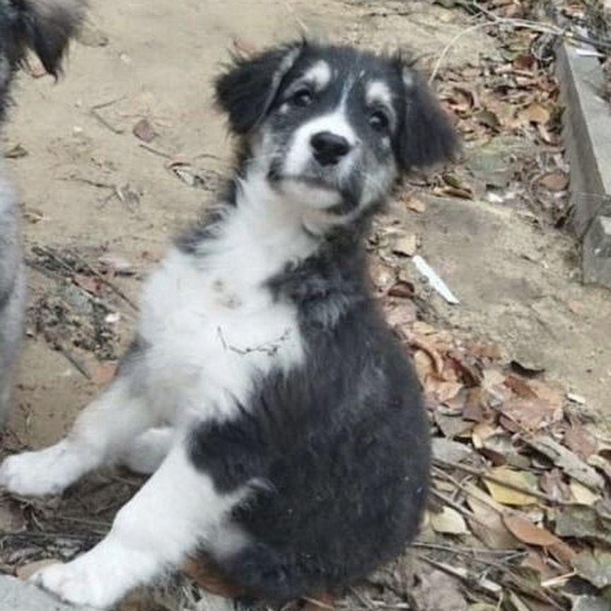 Щенок в добрые руки