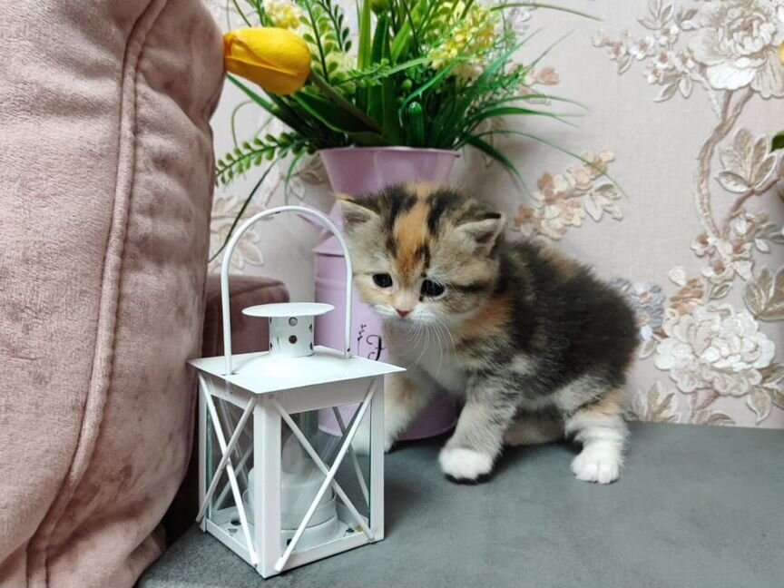 Кошка