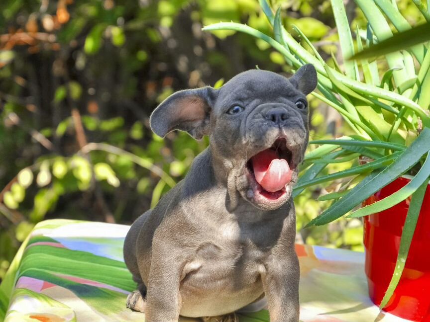 Мальчик голубо подпалый французкий бульдог