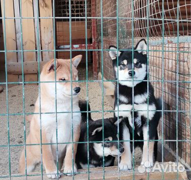 Сиба ину. Девочки -подростки. 6 месяцев