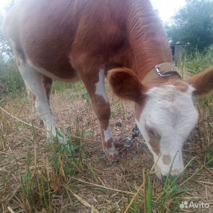 Тёлка, поросёнок и гуси