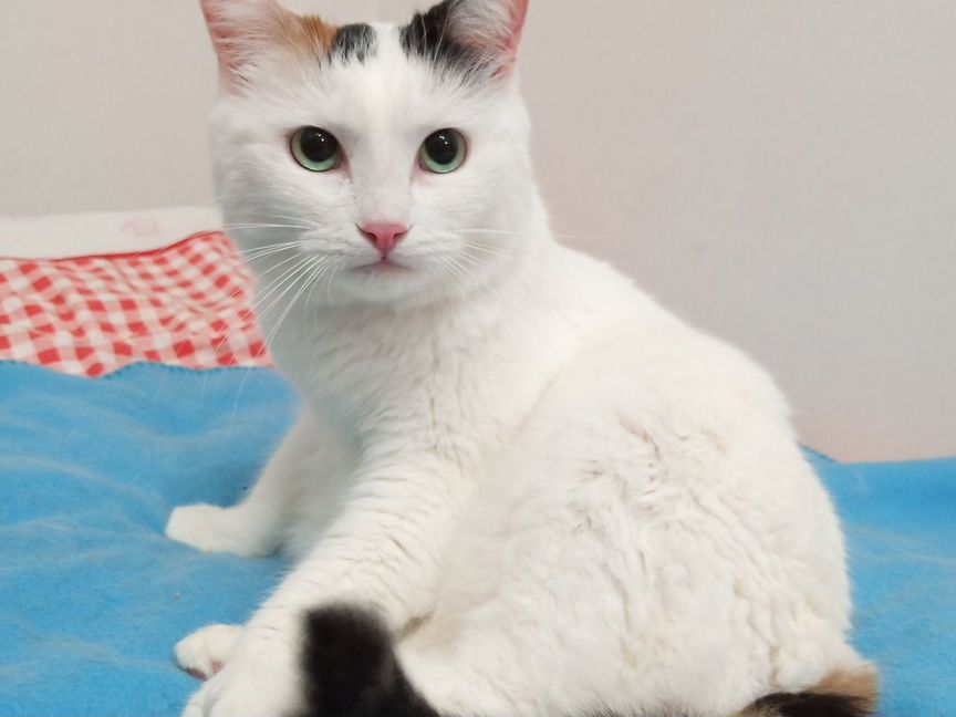 Очаровательная Дуся ищет семью