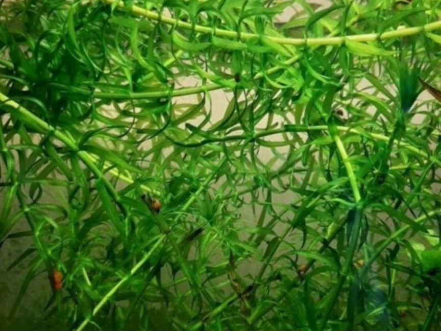 Аквариумное растение Элодея