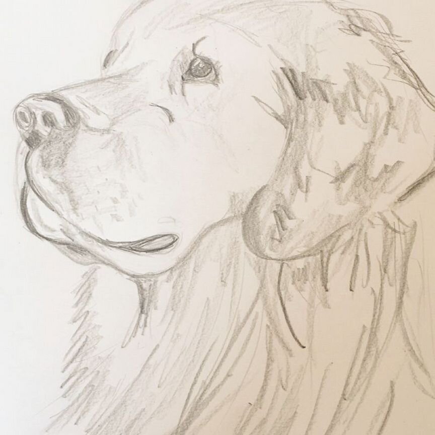 Рисую ваших питомцев