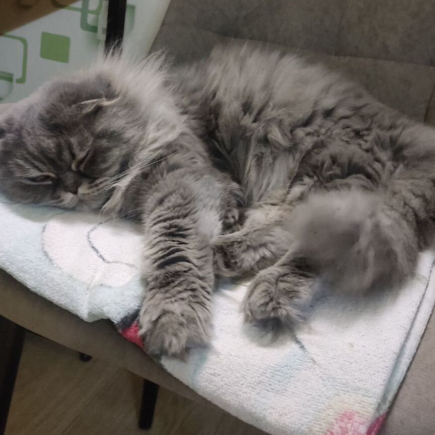 Шотландская вислоухая кошка
