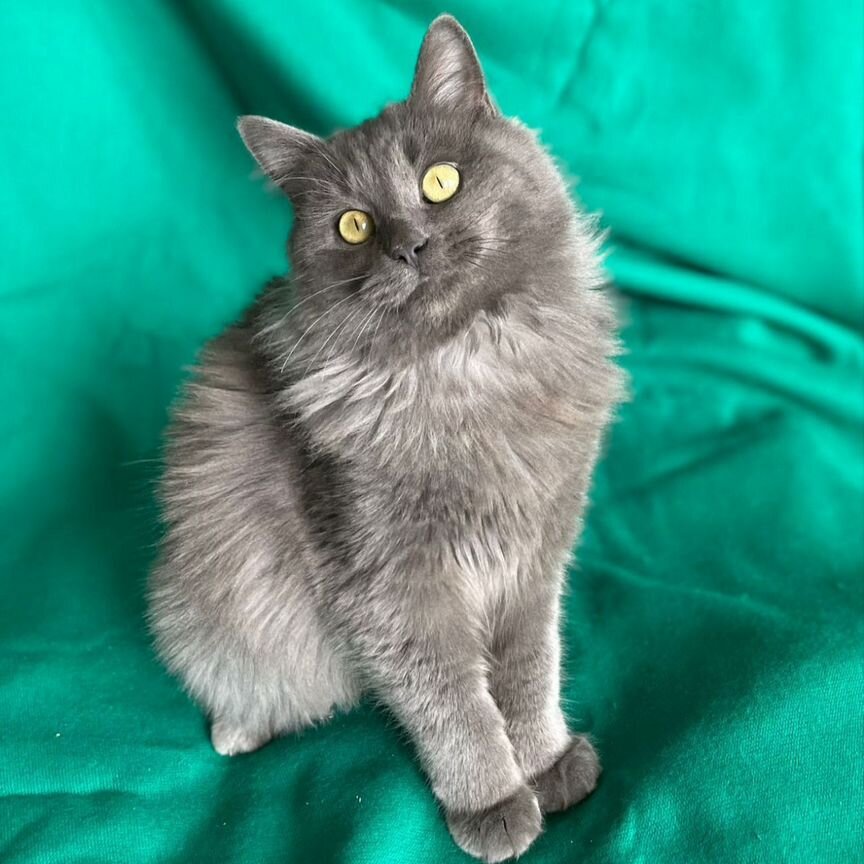 Пушистый котик в добрые руки