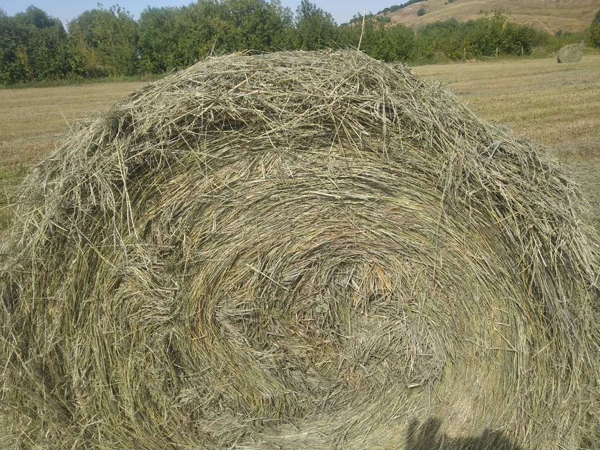 Солома ячменное