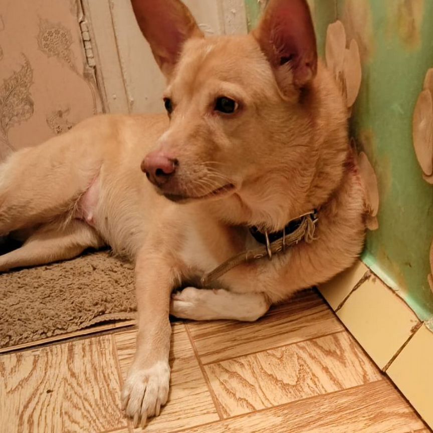 Лайка, взрослая собака