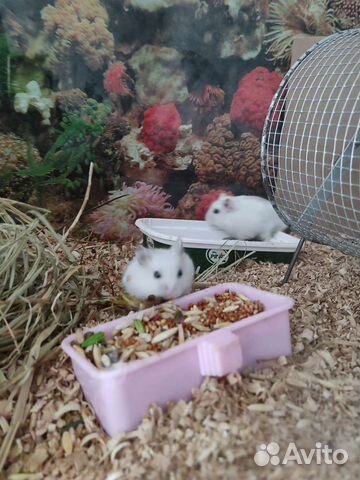 Джунгарские ручные хомячки редкого окраса