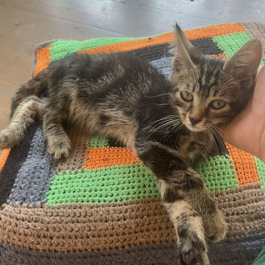 Котенок в добрые руки