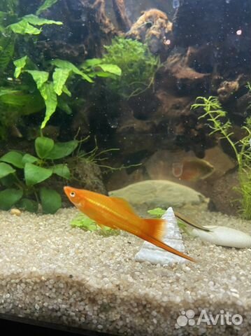 Меченосцы самцы