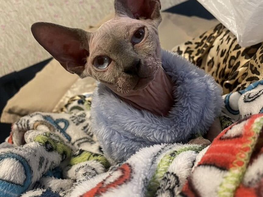 Кошка