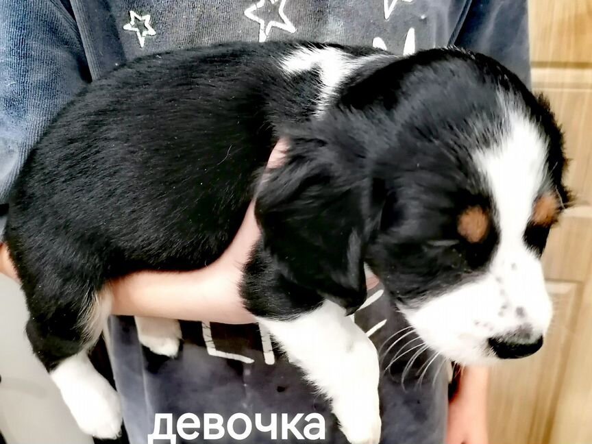 Собака в добрые руки отдам бесплатно