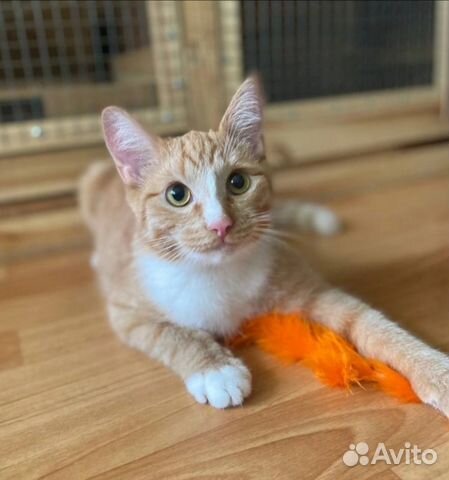 Кошка в дар бесплатно