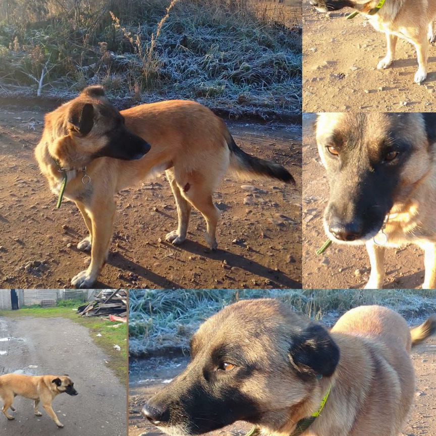 Взрослый пёс в добрые руки