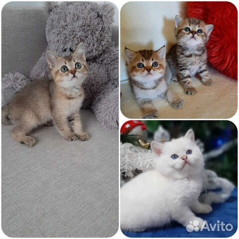 Котята золотая шиншила