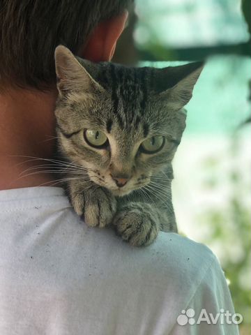 Кот в добрые руки