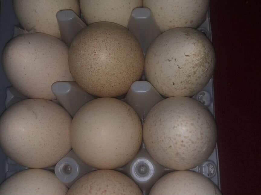 Яйца инкубационные индюшиные