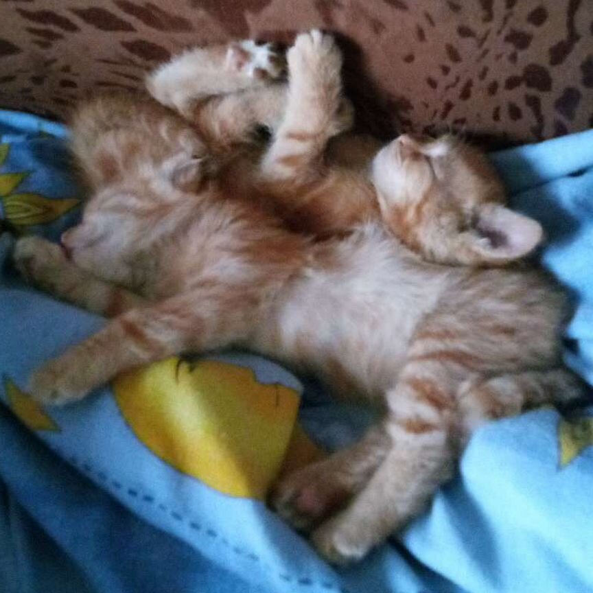 Вислоухий котёнок в добрые руки