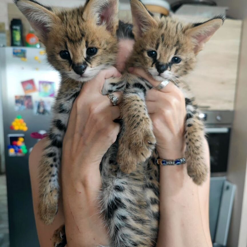 Саванна котята