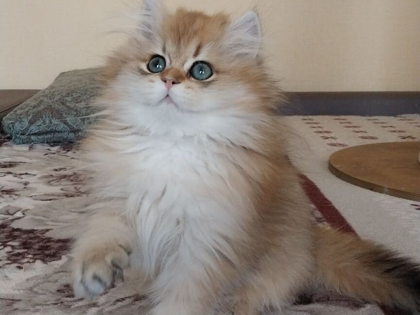 Шотландский котёнок