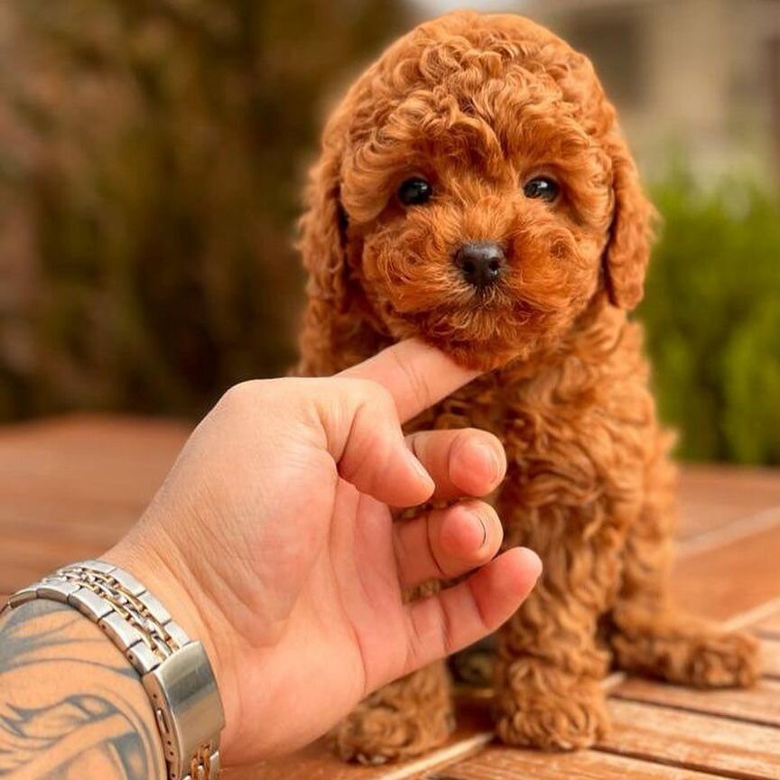 Той-пудель, щенок