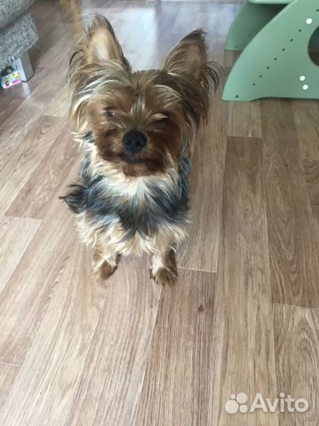 Йоркширский терьер