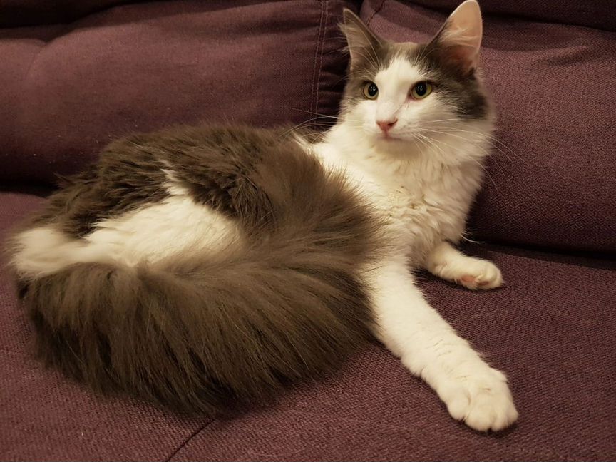 Кот