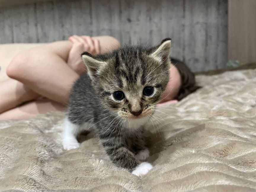 Котята в любящую семью
