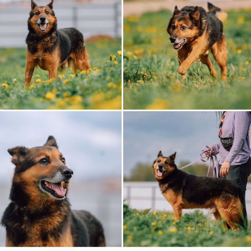 Немецкая овчарка, взрослый пёс