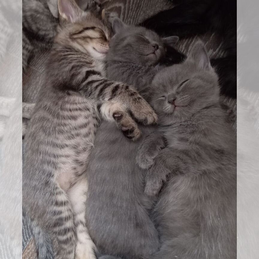 Котёнок в добрые руки