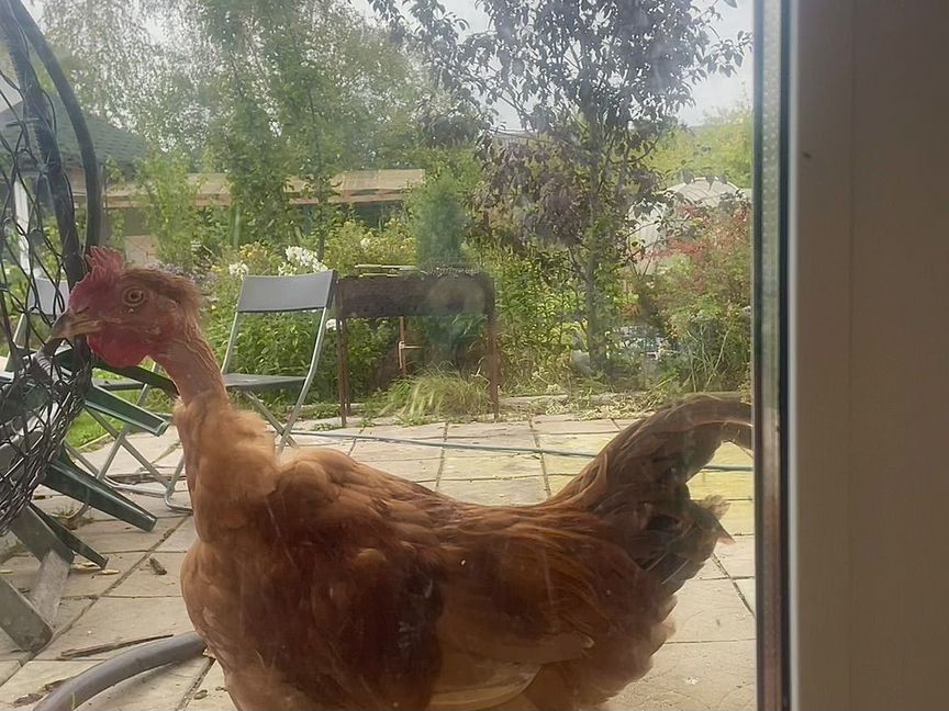 Куры петух голошейка