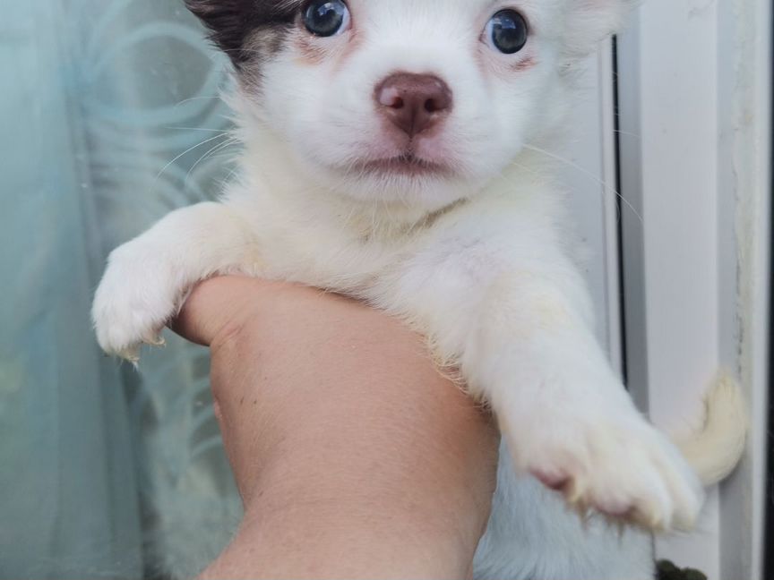 Чихуахуа малыш