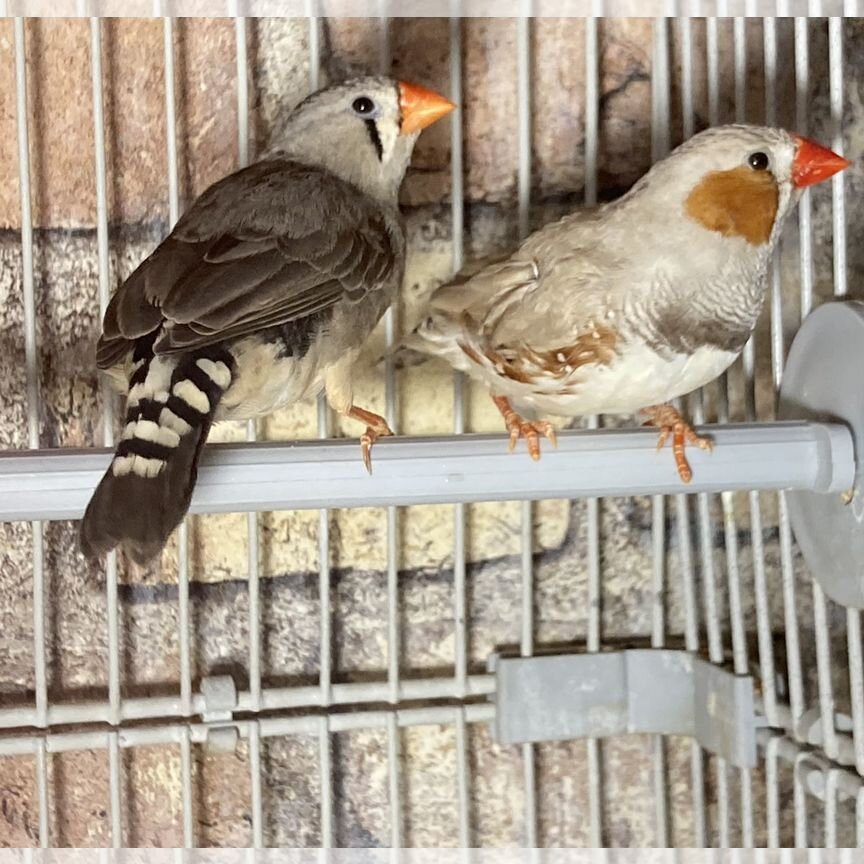 Зебровые амадины