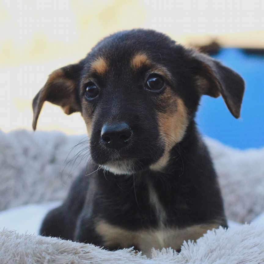 Малыш ищет дом