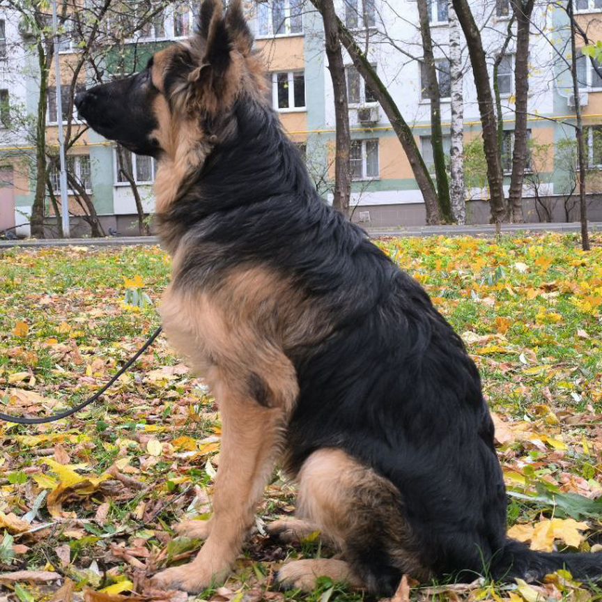 Немецкая овчарка