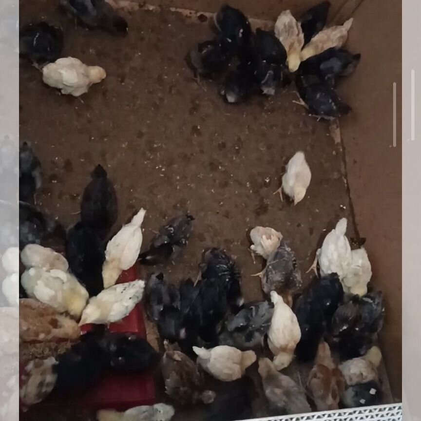 Цыплята разные породы